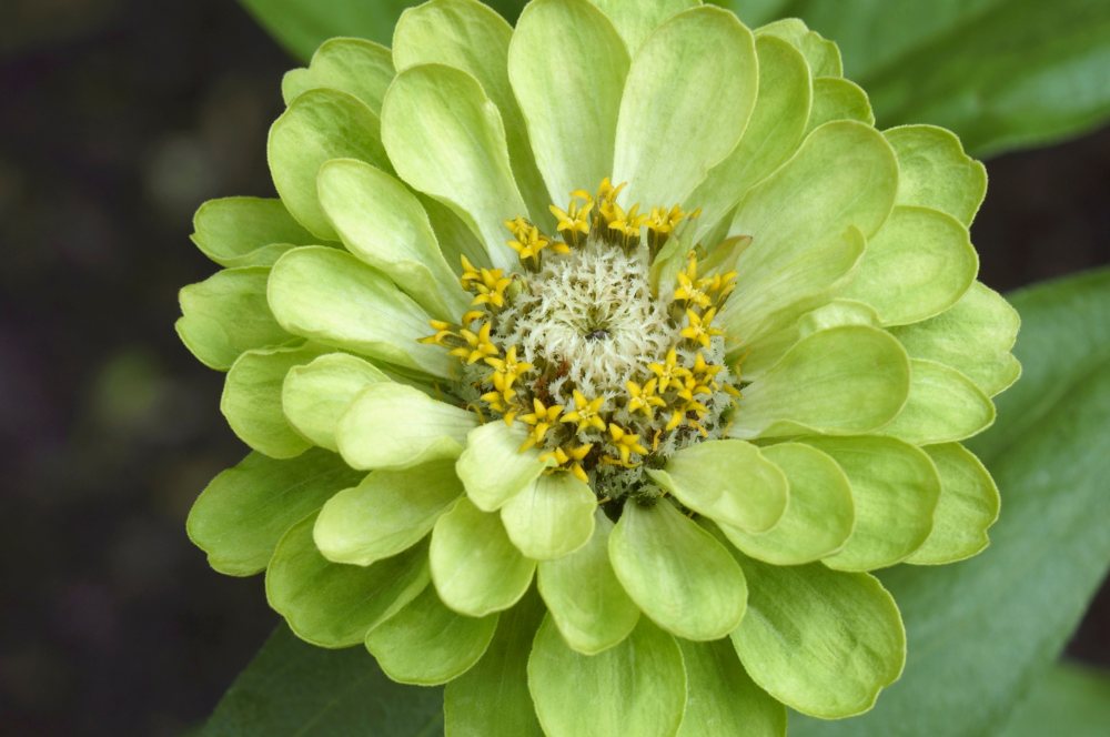 25 Gorgeous Green Flowers To For Outdoor Spaces, Bouquets and More ...