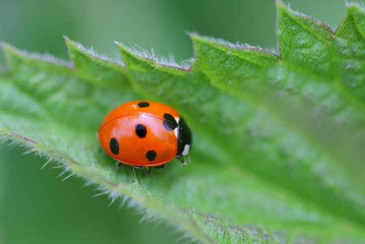 Ladybug vs. Asian Lady Beetle: How to Tell the Difference - Parade Home ...