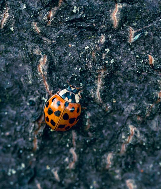 Ladybug vs. Asian Lady Beetle: How to Tell the Difference - Parade Home ...