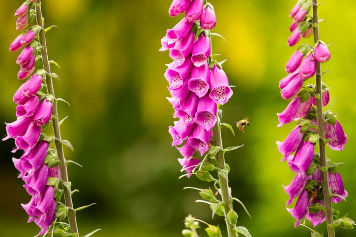 How To Grow and Care for Foxglove - Parade Home & Garden