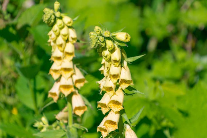 How To Grow and Care for Foxglove - Parade Home & Garden