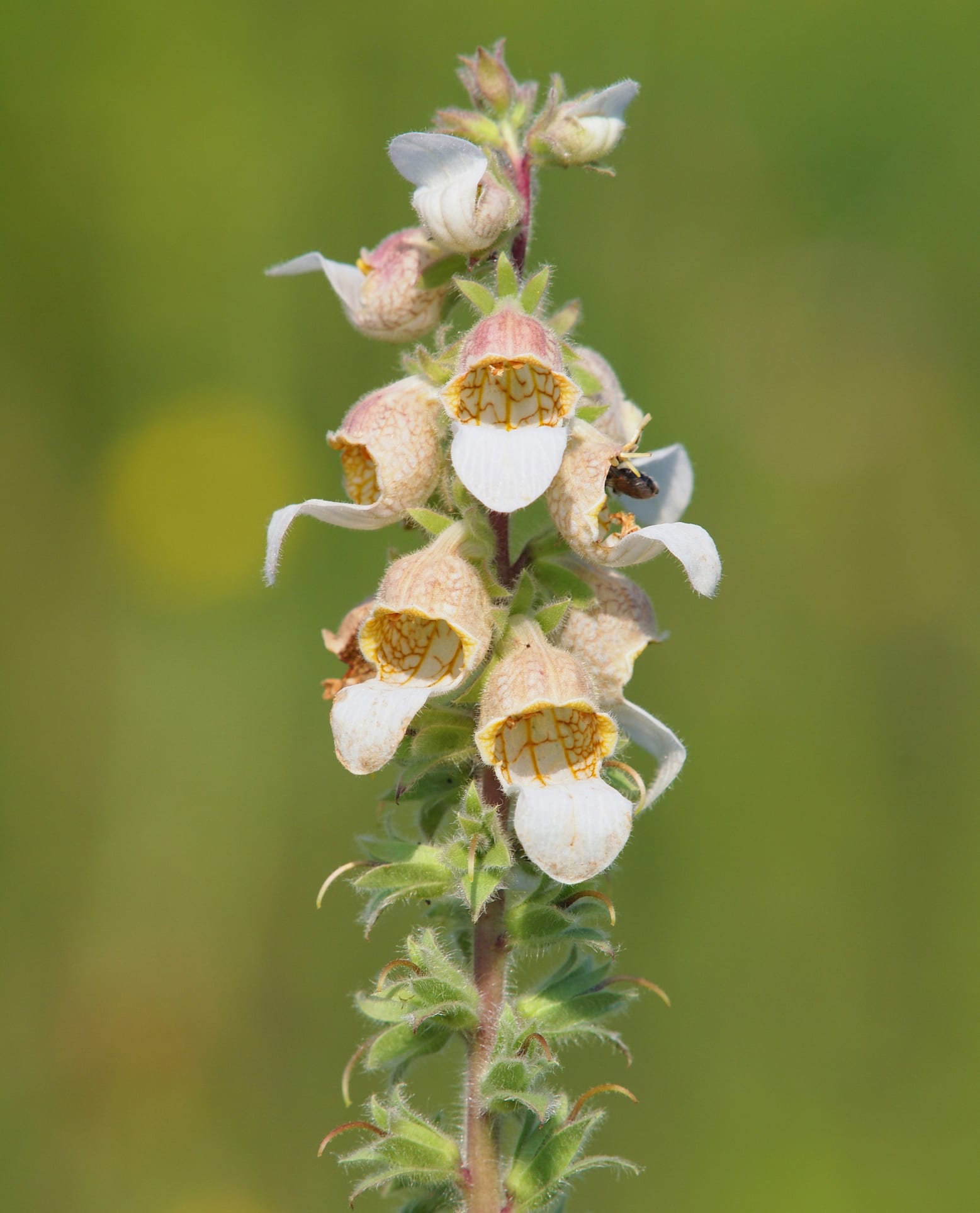 How To Grow and Care for Foxglove - Parade Home & Garden
