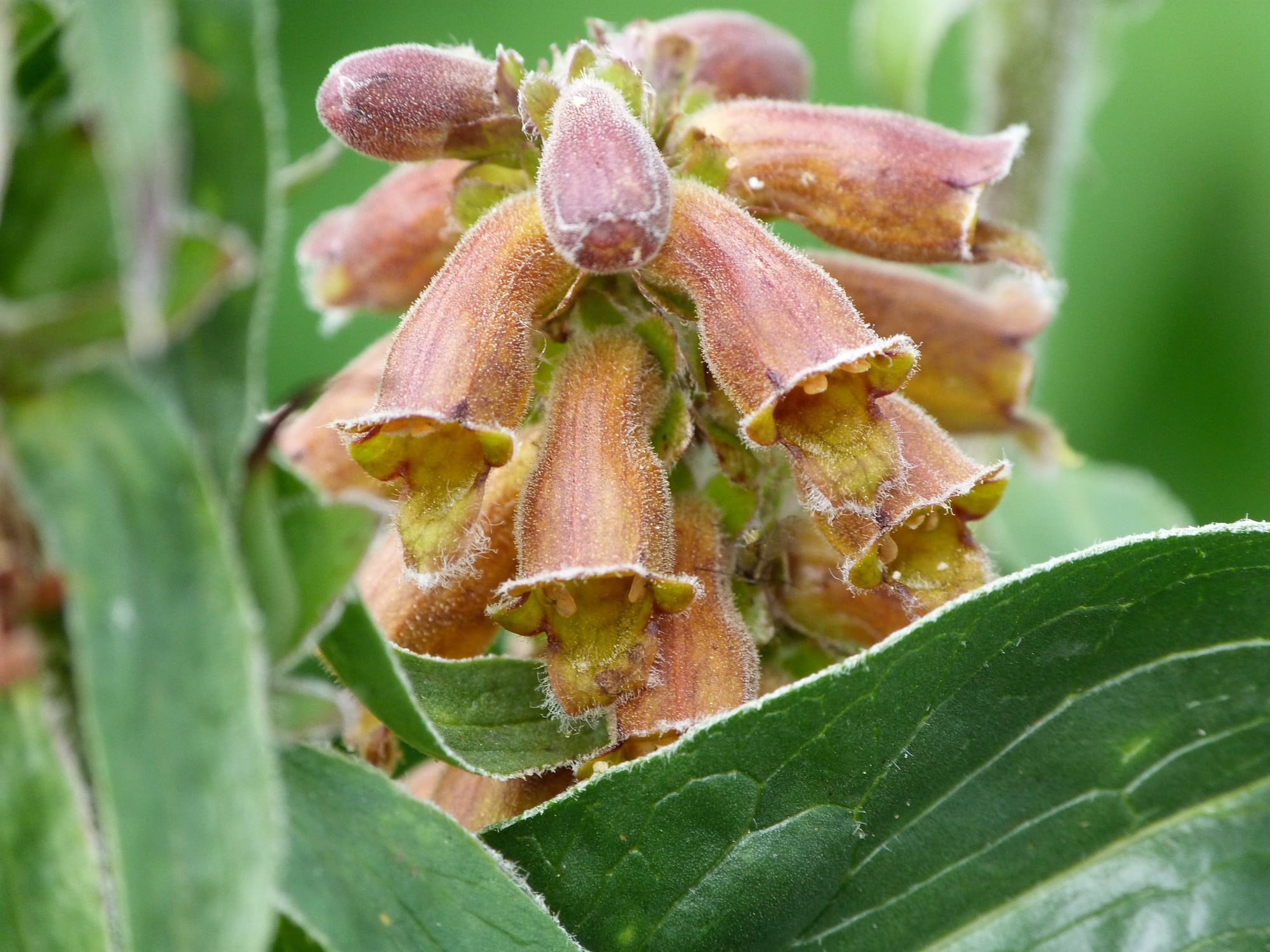 How To Grow and Care for Foxglove - Parade Home & Garden