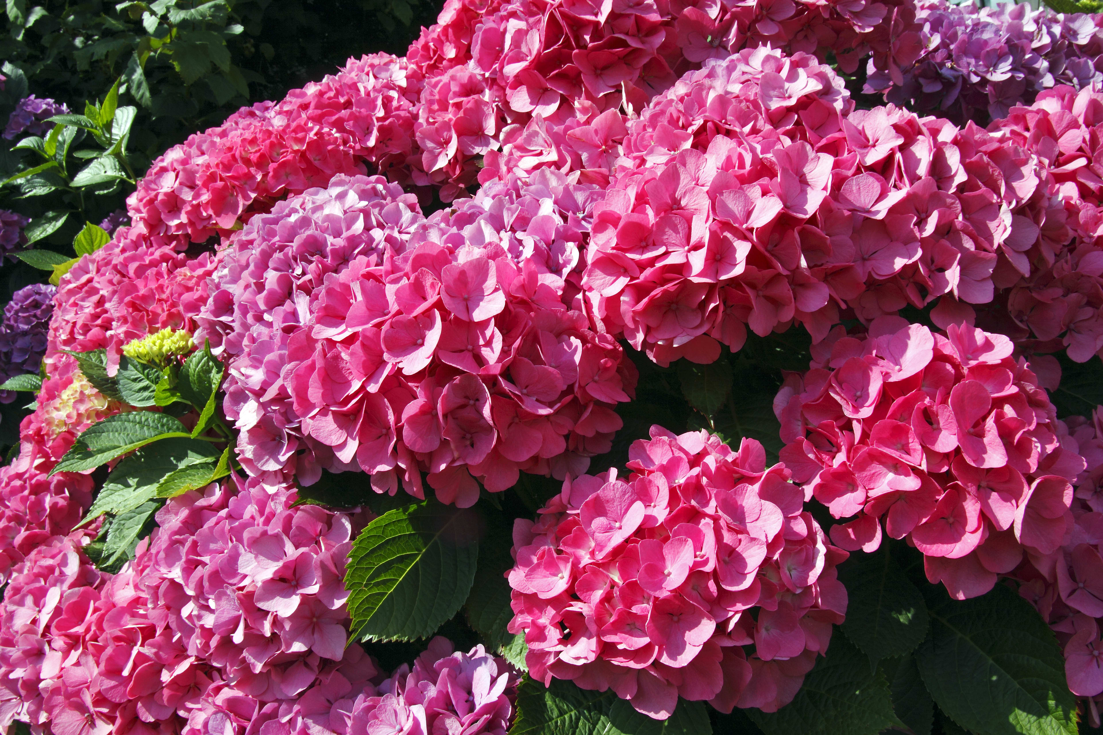 How to Prune Hydrangeas (And When to Do It) - Parade Home & Garden