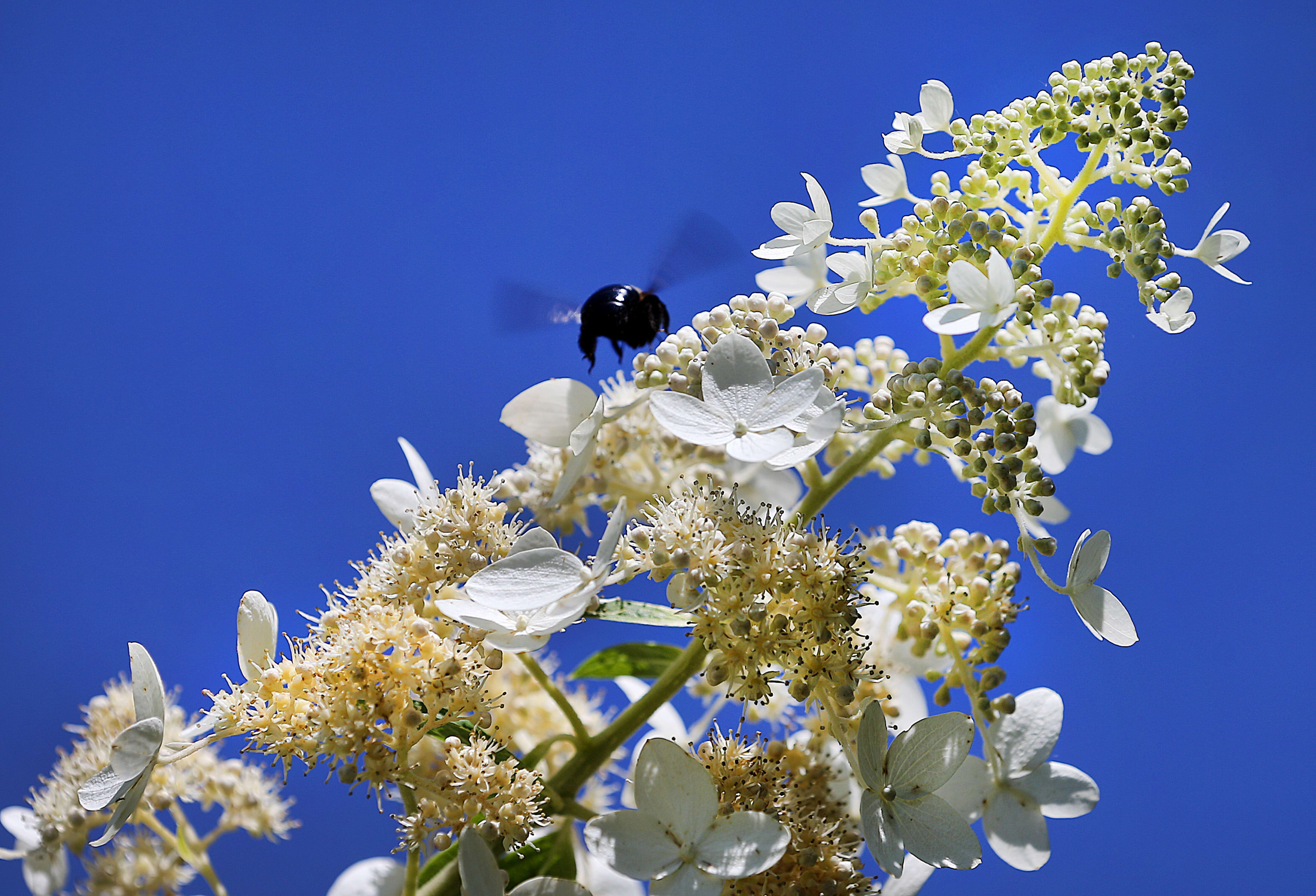 How to Prune Hydrangeas (And When to Do It) - Parade Home & Garden