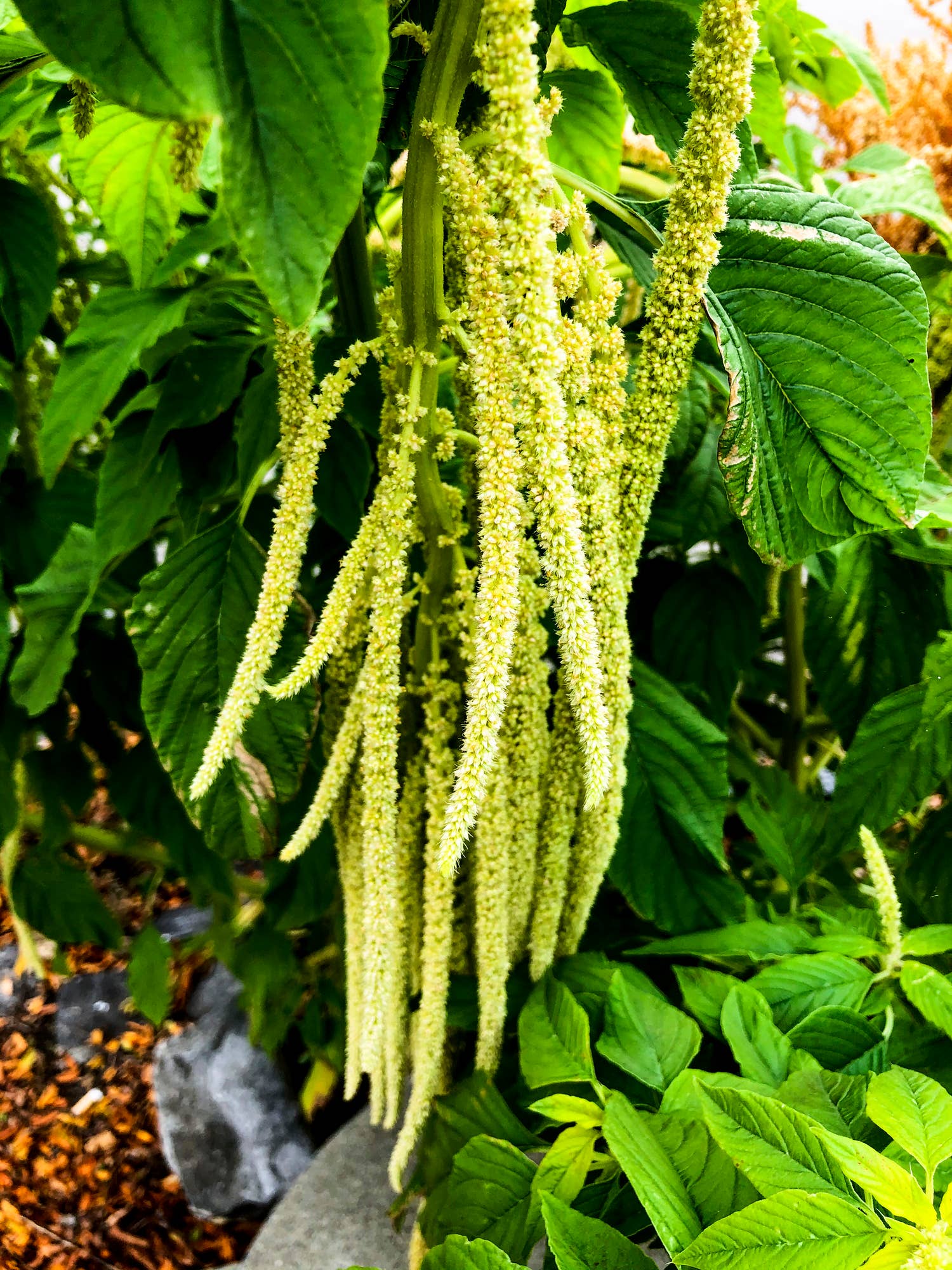 25 Gorgeous Green Flowers To For Outdoor Spaces, Bouquets and More ...
