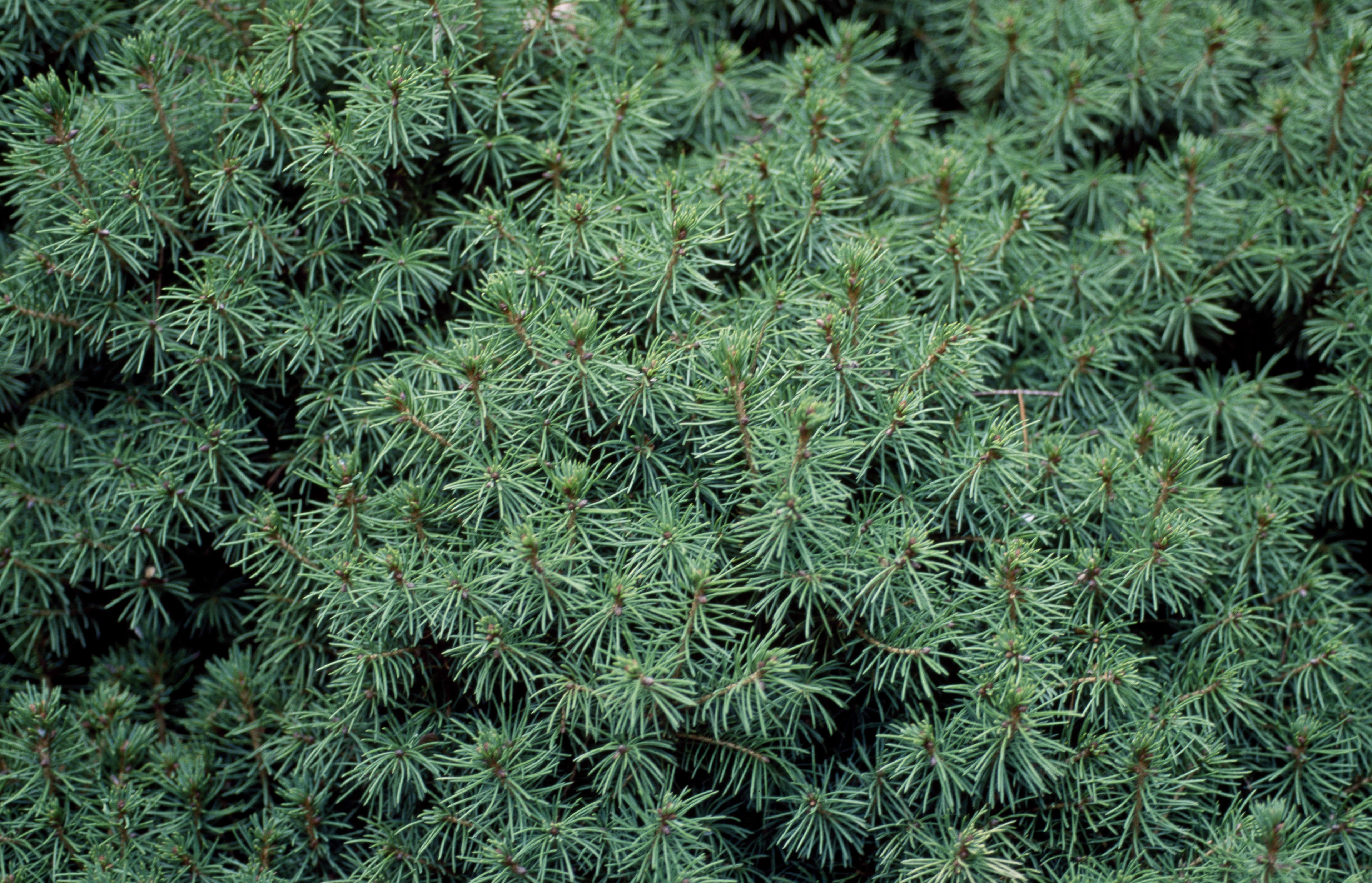 20 Small Evergreen Shrubs to Add Year-Round Color to Your Yard, Porch ...