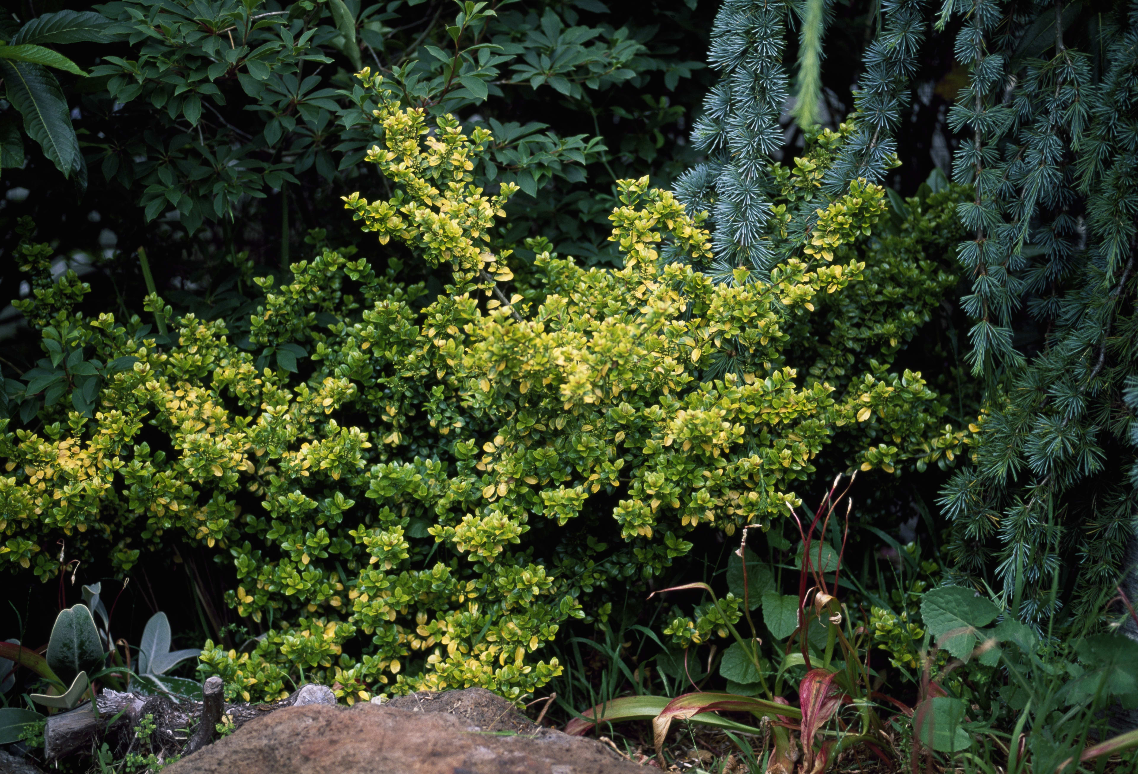 20 Small Evergreen Shrubs to Add Year-Round Color to Your Yard, Porch ...
