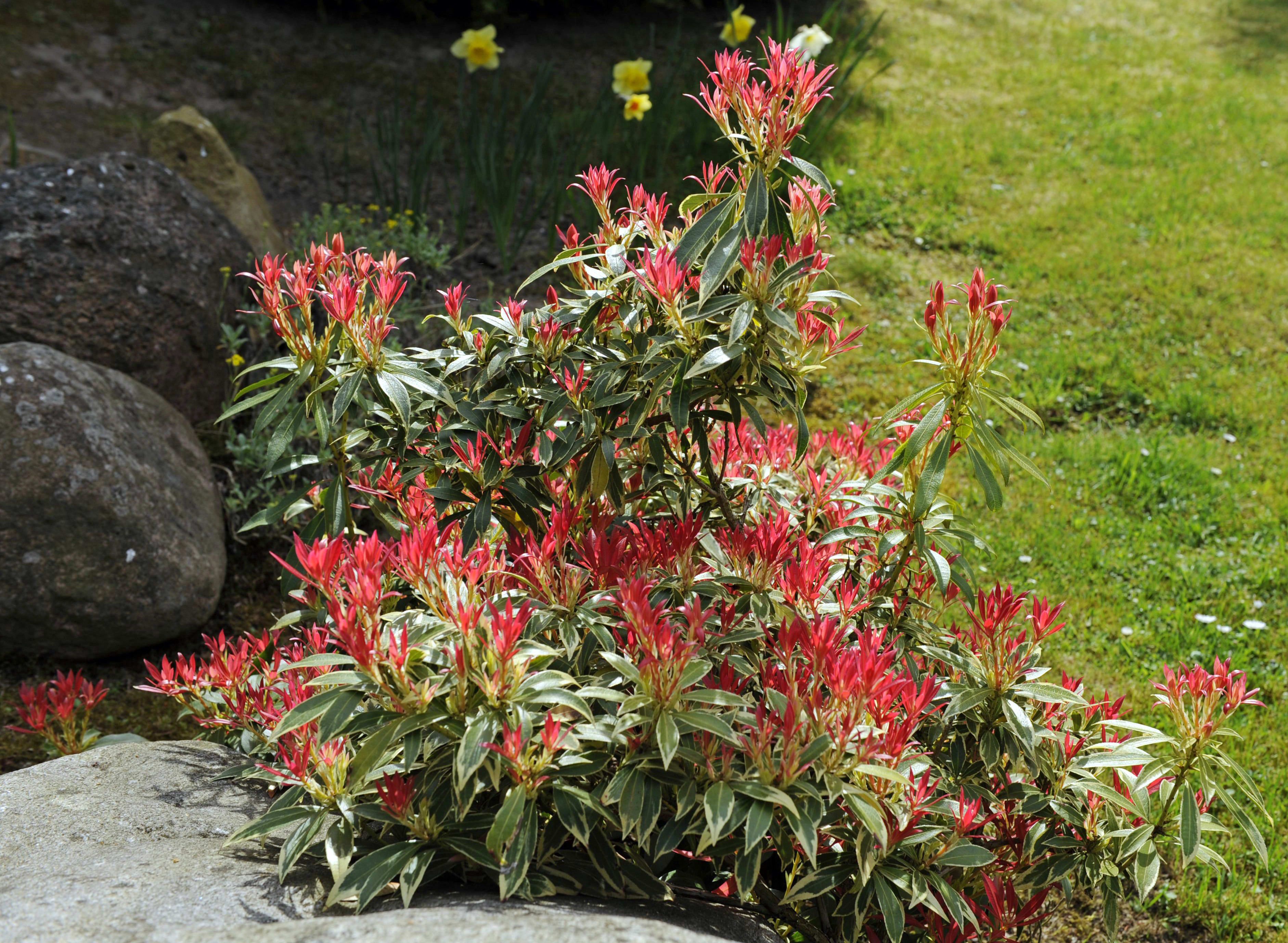 20 Small Evergreen Shrubs to Add Year-Round Color to Your Yard, Porch ...