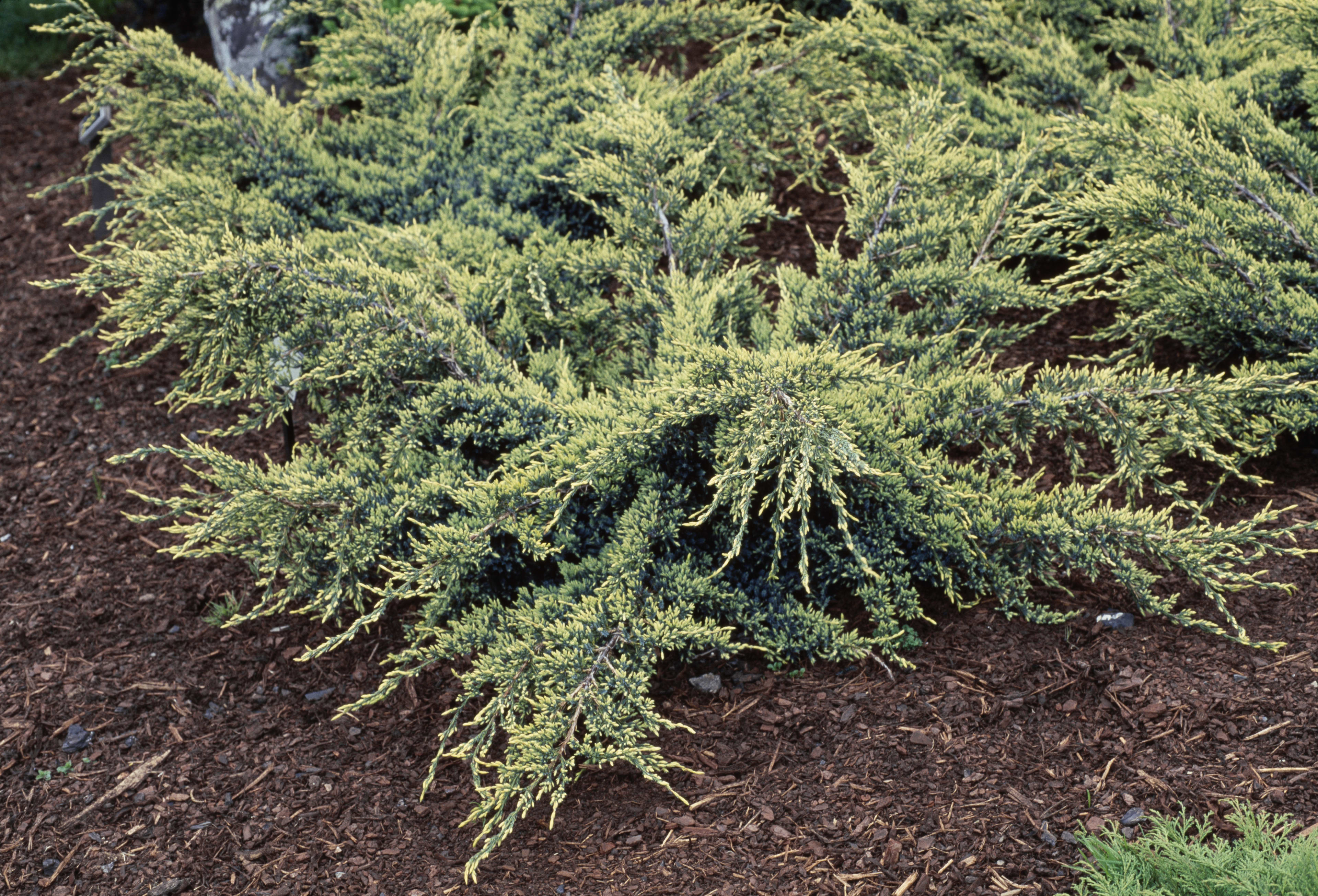 20 Small Evergreen Shrubs to Add Year-Round Color to Your Yard, Porch ...