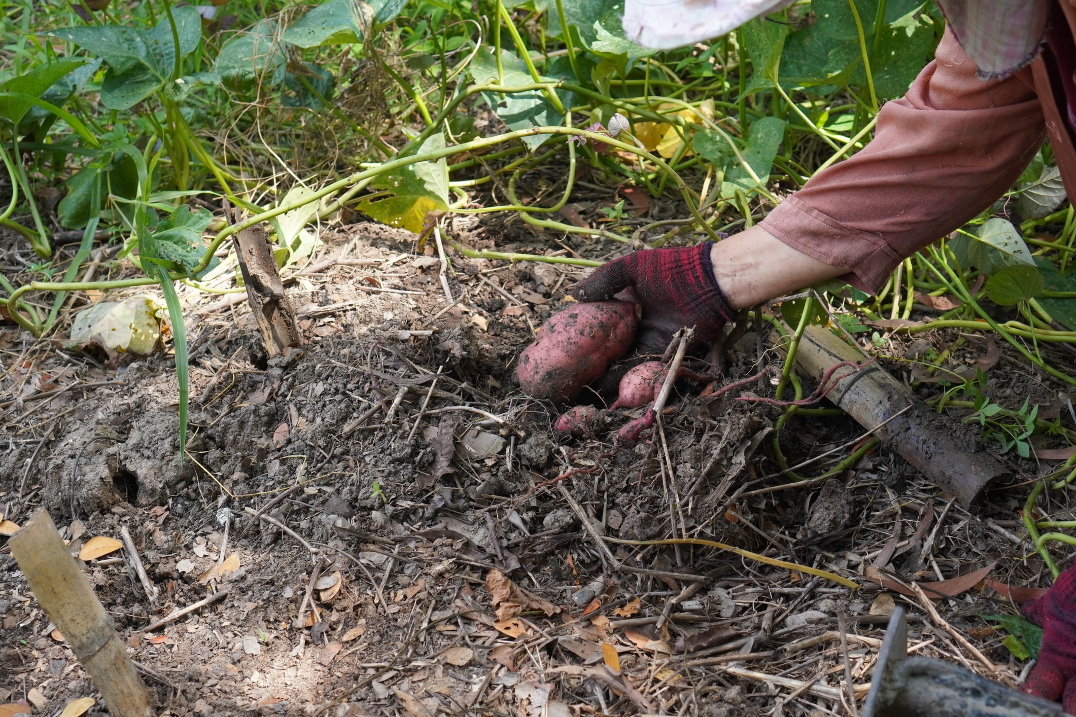 How and When to Harvest Sweet Potatoes - Parade Home & Garden