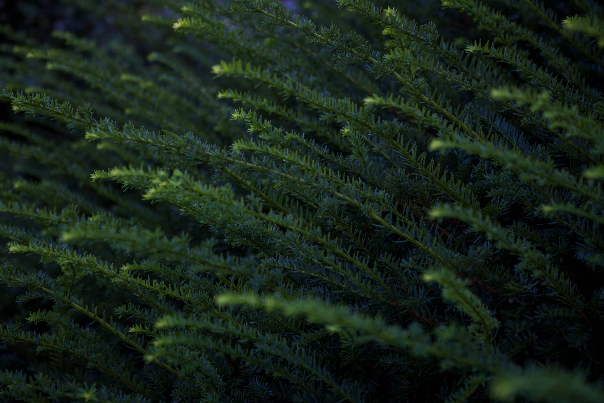 20 Small Evergreen Shrubs to Add Year-Round Color to Your Yard, Porch ...
