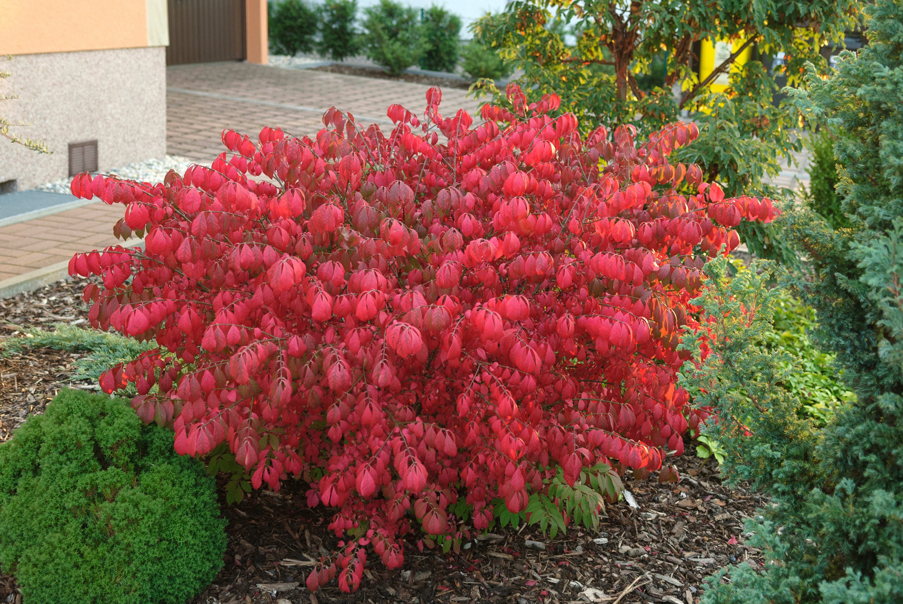 20 Small Evergreen Shrubs to Add Year-Round Color to Your Yard, Porch ...