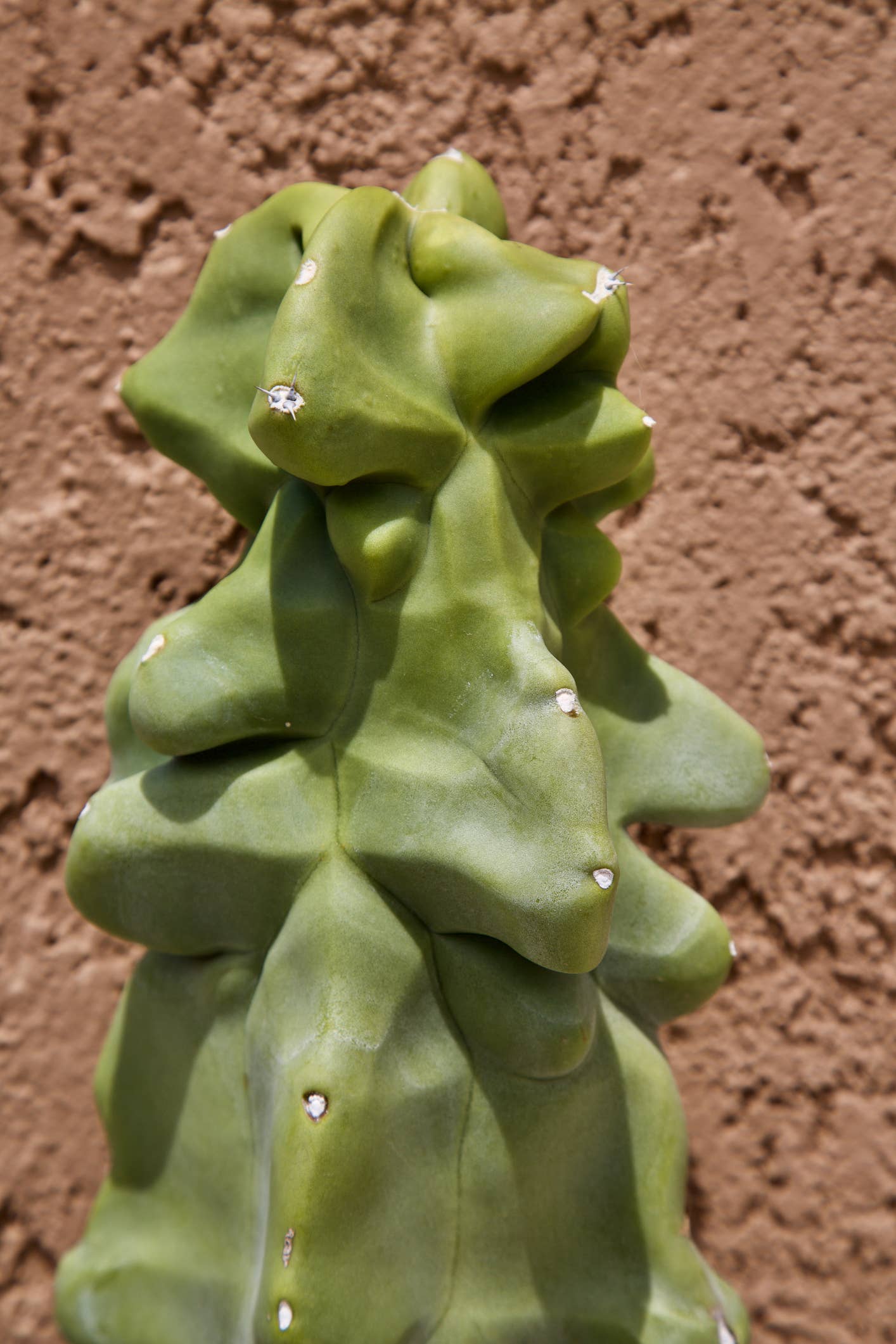 35 Different Types of Cactus You Can Grow at Home for an Endless Summer ...