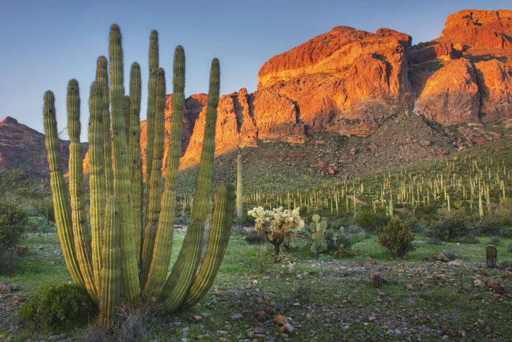 35 Different Types of Cactus You Can Grow at Home for an Endless Summer ...