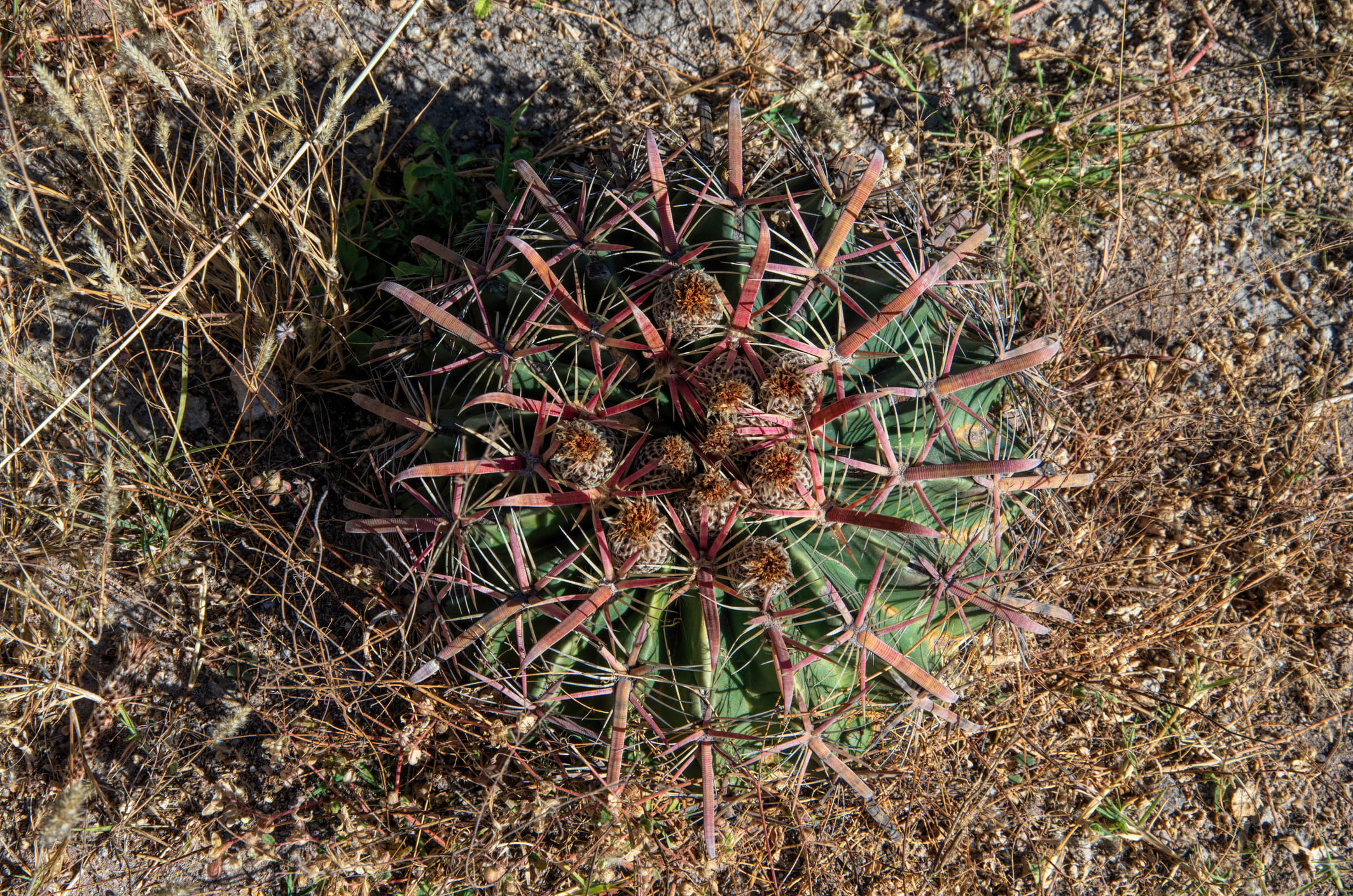 35 Different Types of Cactus You Can Grow at Home for an Endless Summer ...