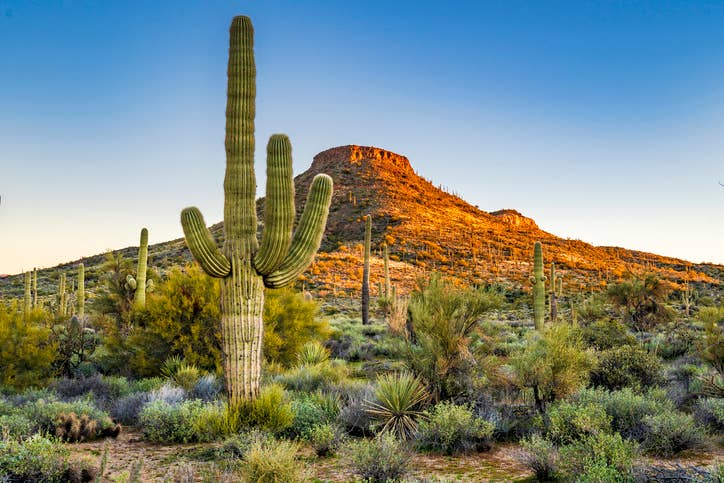 35 Different Types of Cactus You Can Grow at Home for an Endless Summer ...