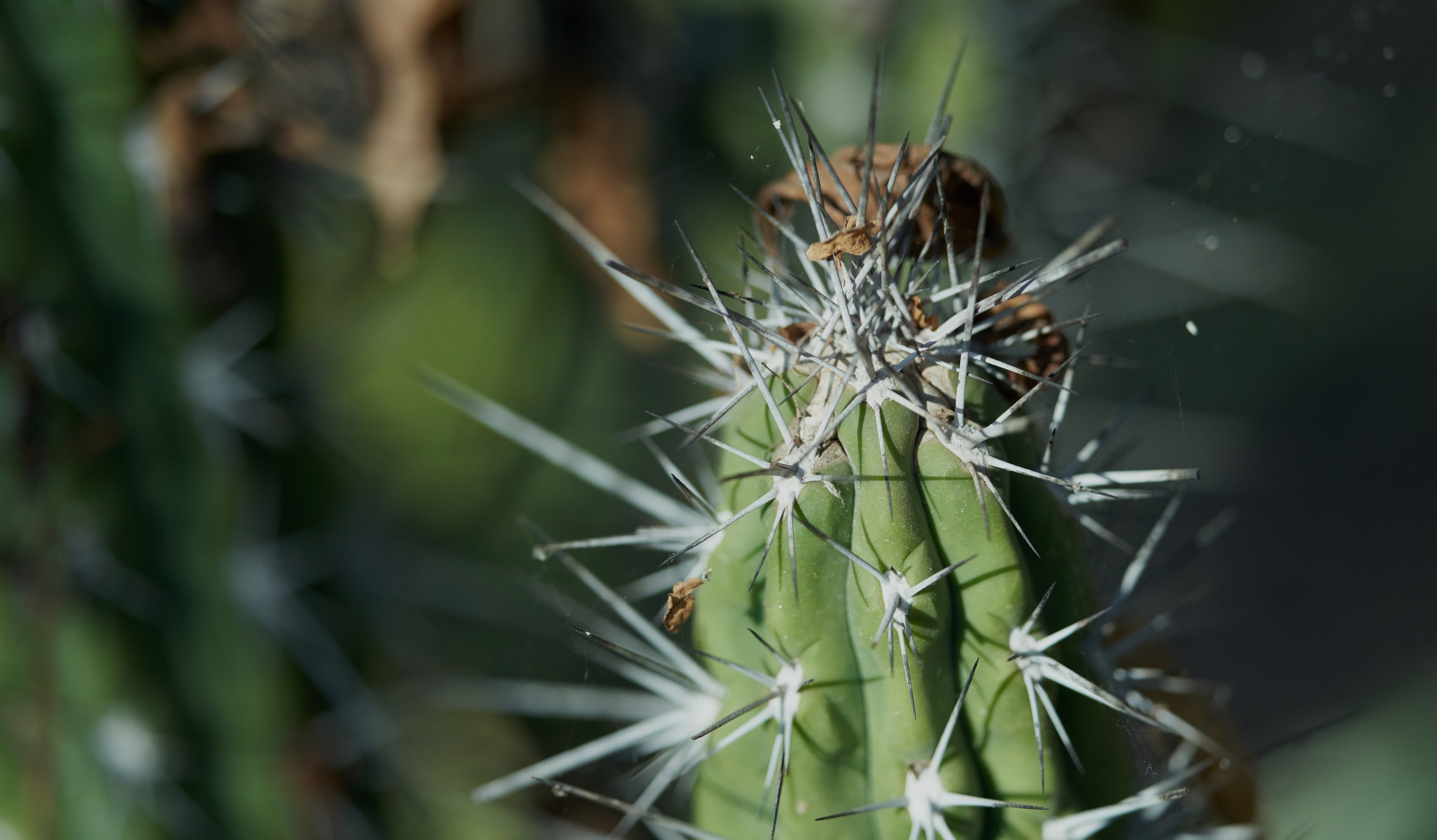 35 Different Types of Cactus You Can Grow at Home for an Endless Summer ...