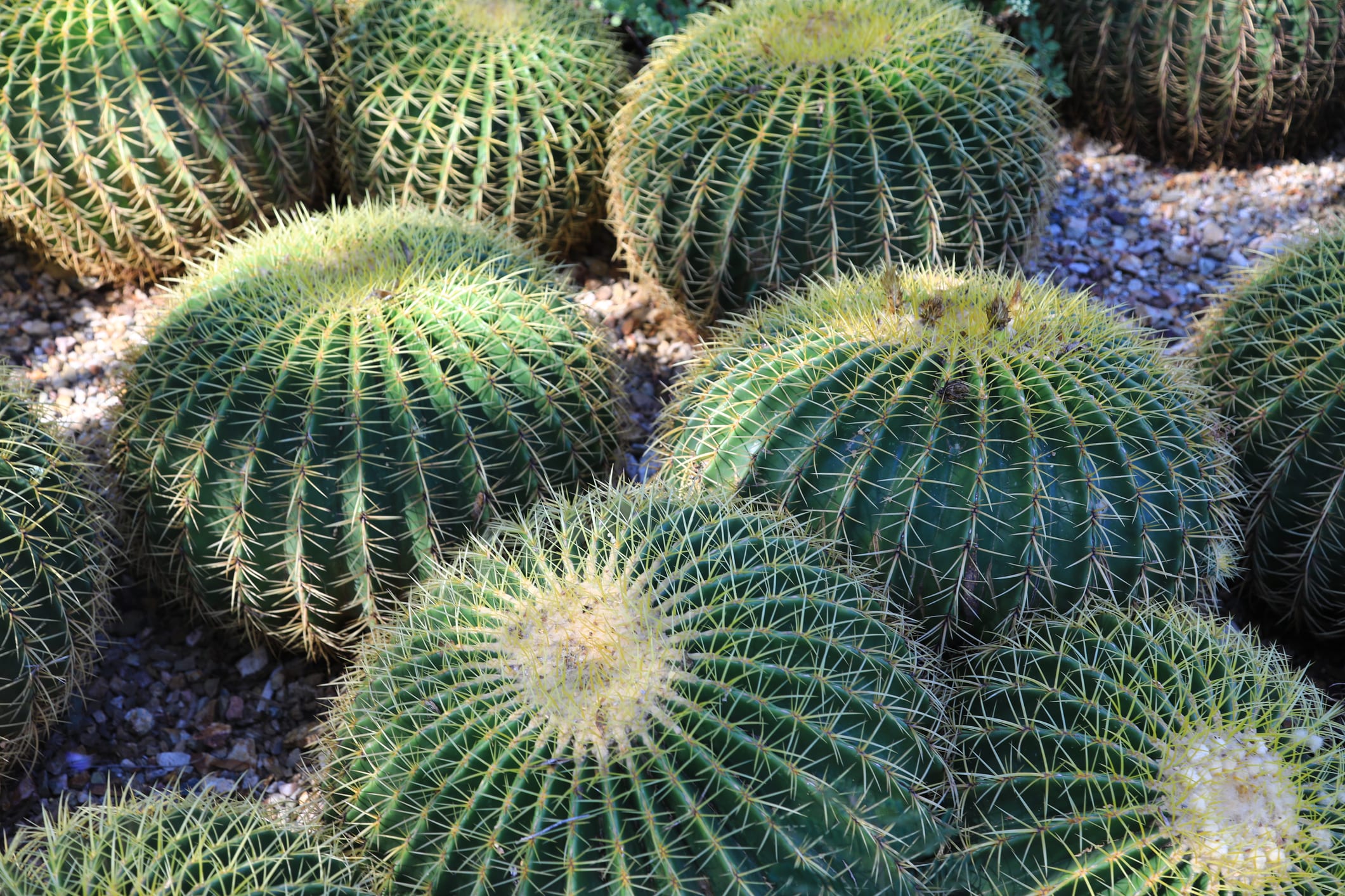 35 Different Types of Cactus You Can Grow at Home for an Endless Summer ...