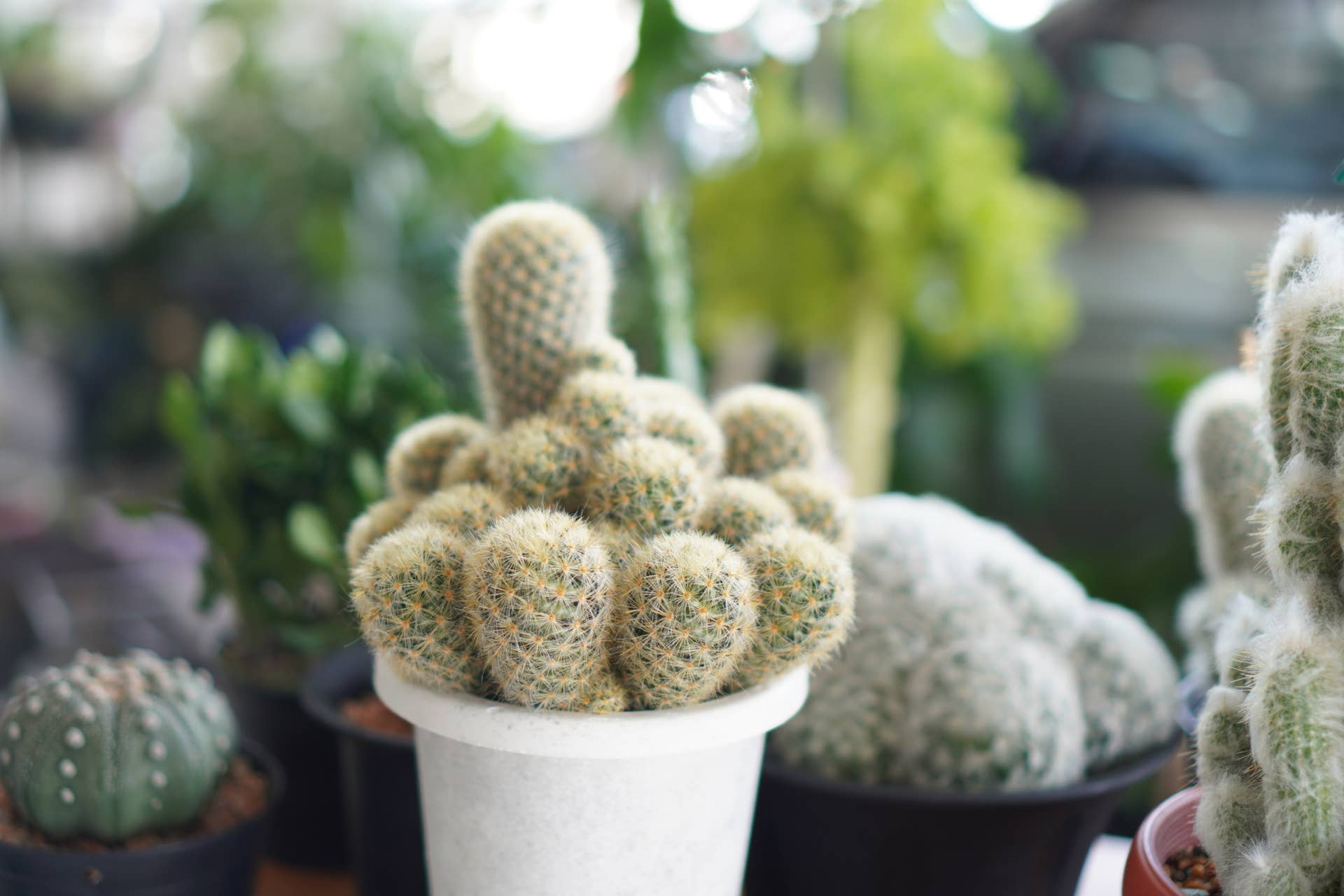 35 Different Types of Cactus You Can Grow at Home for an Endless Summer ...