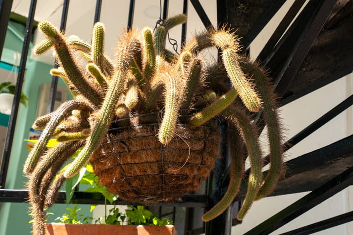 35 Different Types of Cactus You Can Grow at Home for an Endless Summer ...