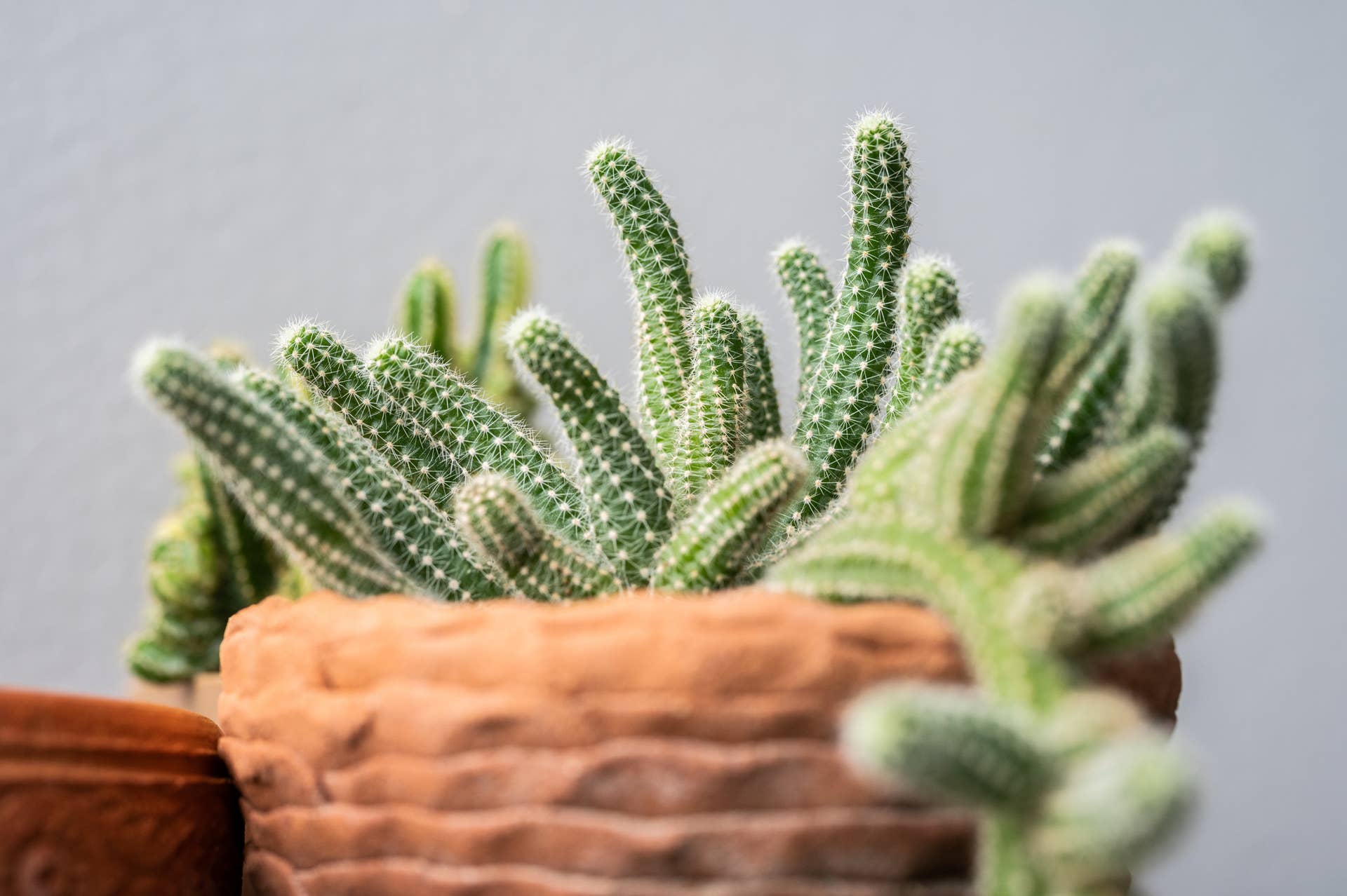 35 Different Types of Cactus You Can Grow at Home for an Endless Summer ...