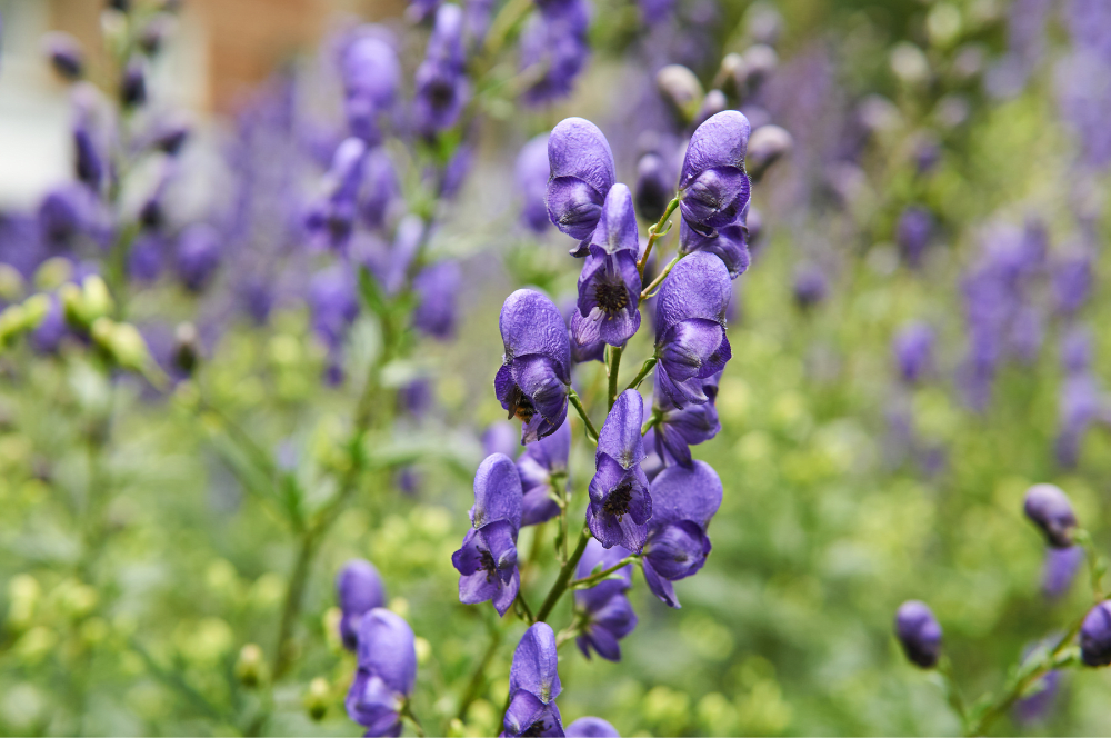 27 Poisonous Flowers and Plants To Avoid in Your Home and Garden ...