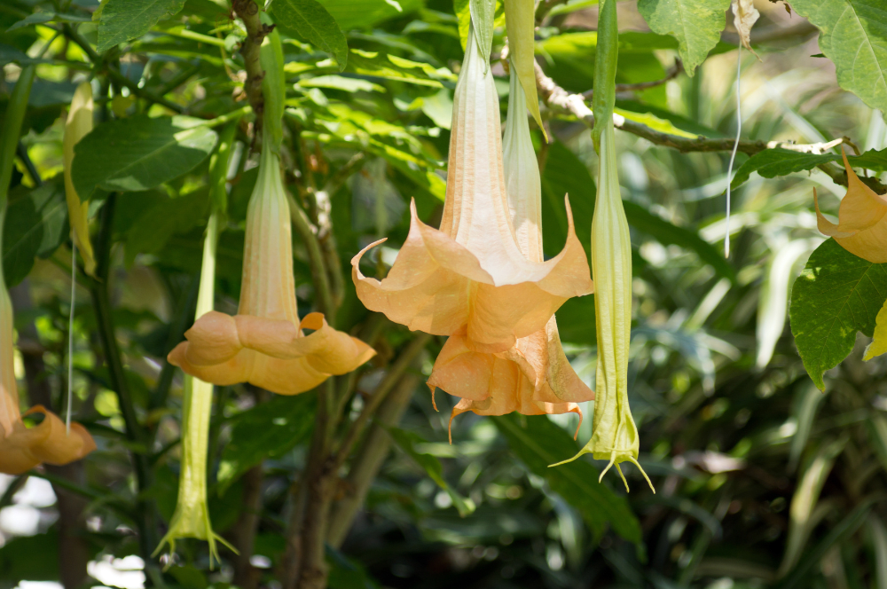 27 Poisonous Flowers and Plants To Avoid in Your Home and Garden ...