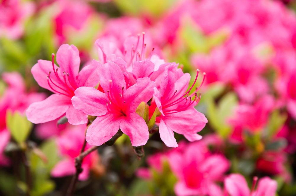 27 Poisonous Flowers and Plants To Avoid in Your Home and Garden ...