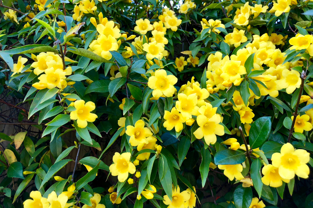 27 Poisonous Flowers and Plants To Avoid in Your Home and Garden ...