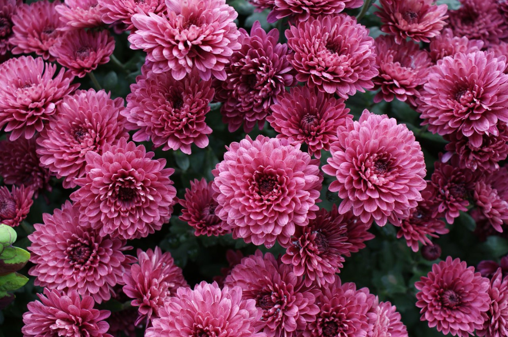 27 Poisonous Flowers and Plants To Avoid in Your Home and Garden ...