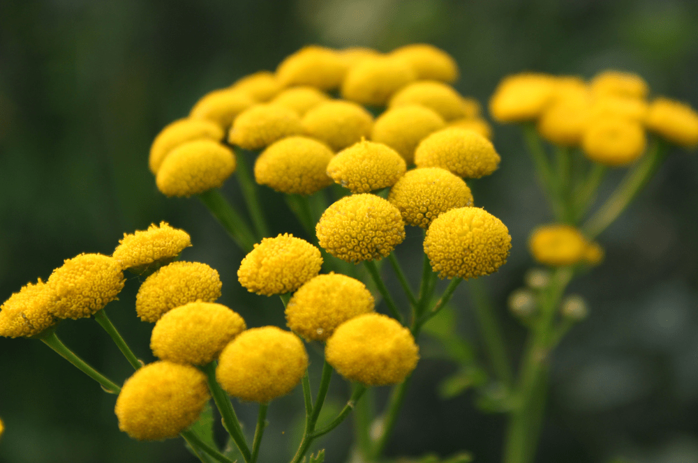 27 Poisonous Flowers and Plants To Avoid in Your Home and Garden ...