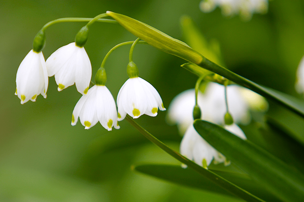 27 Poisonous Flowers and Plants To Avoid in Your Home and Garden ...