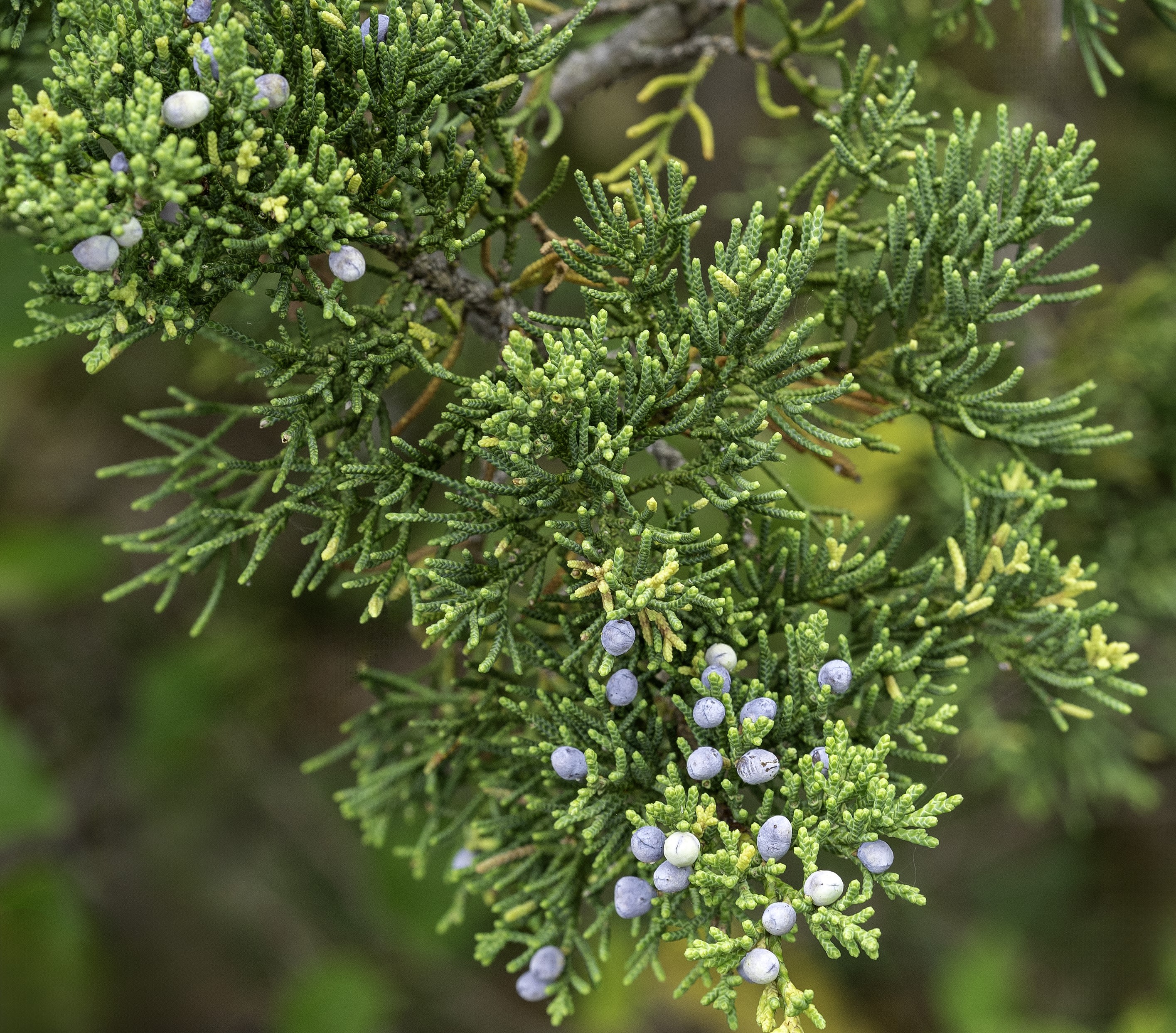 20 Different Types of Christmas Trees - Parade Home & Garden