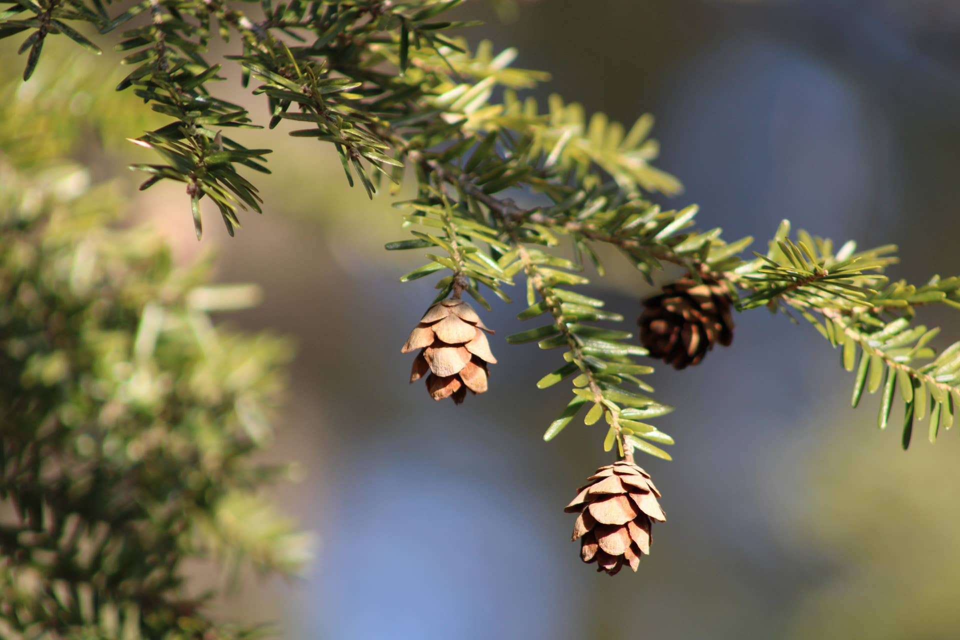 20 Different Types of Christmas Trees - Parade Home & Garden