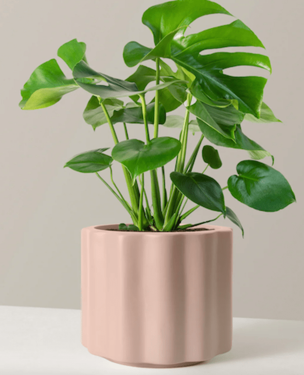 45 Common Houseplants That Are Popular Options (Photos) - Parade Home ...