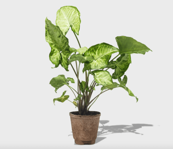 45 Common Houseplants That Are Popular Options (Photos) - Parade Home ...