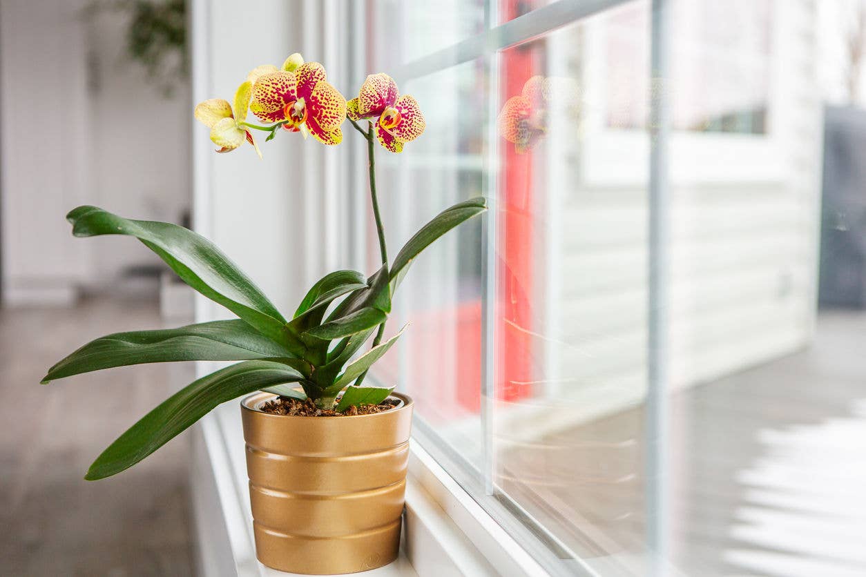 45 Common Houseplants That Are Popular Options (Photos) - Parade Home ...