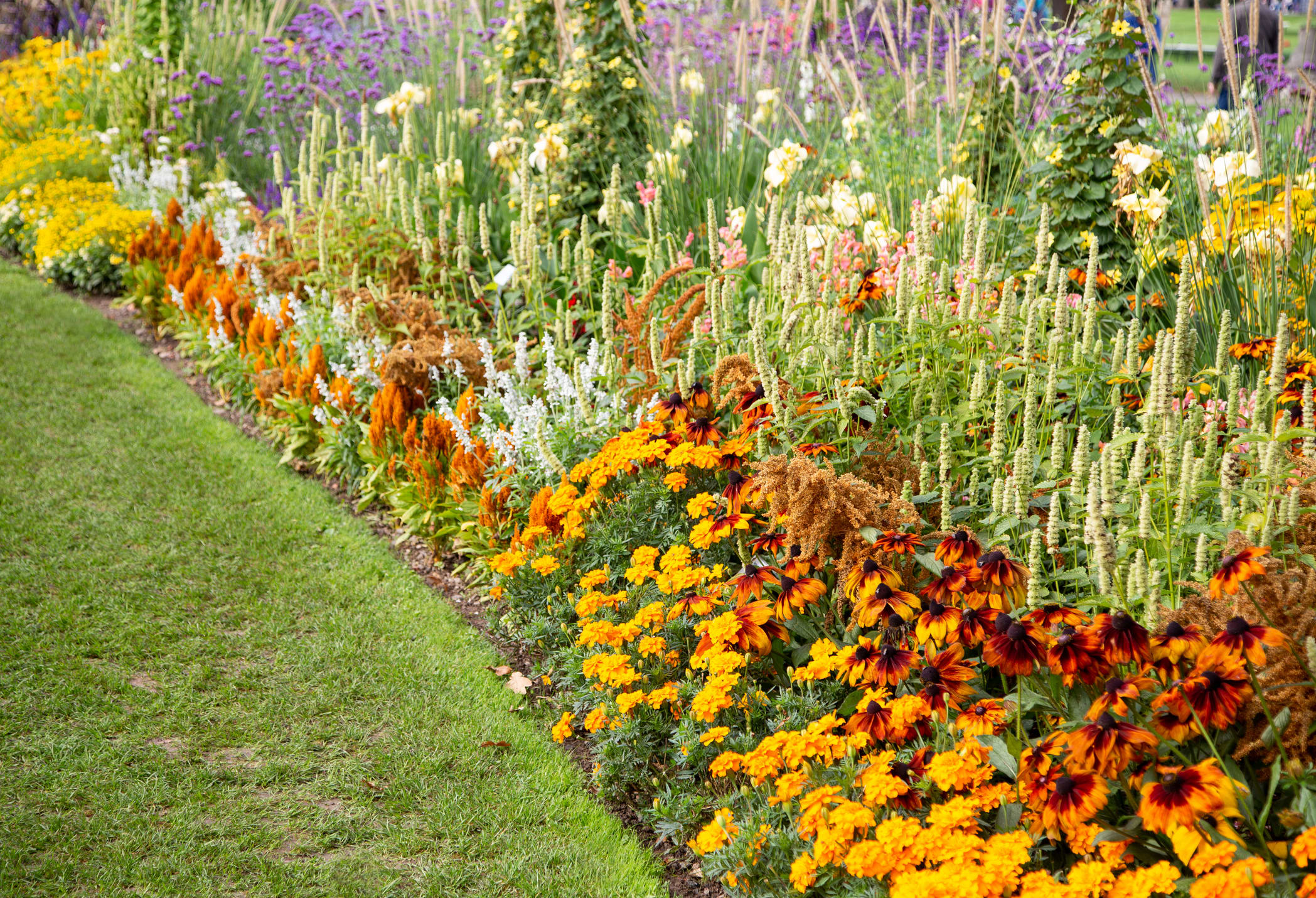 10 Best Border Flowers - Parade Home & Garden