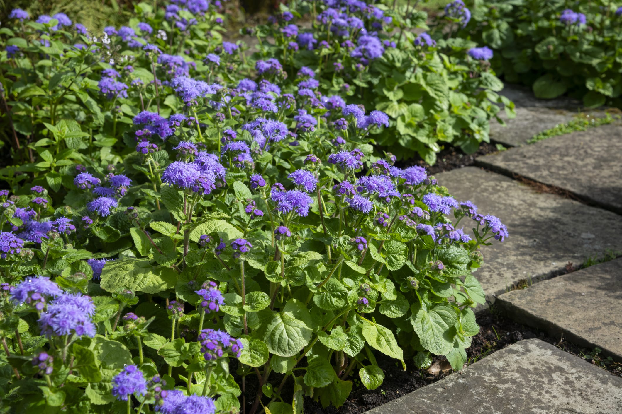 10 Best Border Flowers - Parade Home & Garden