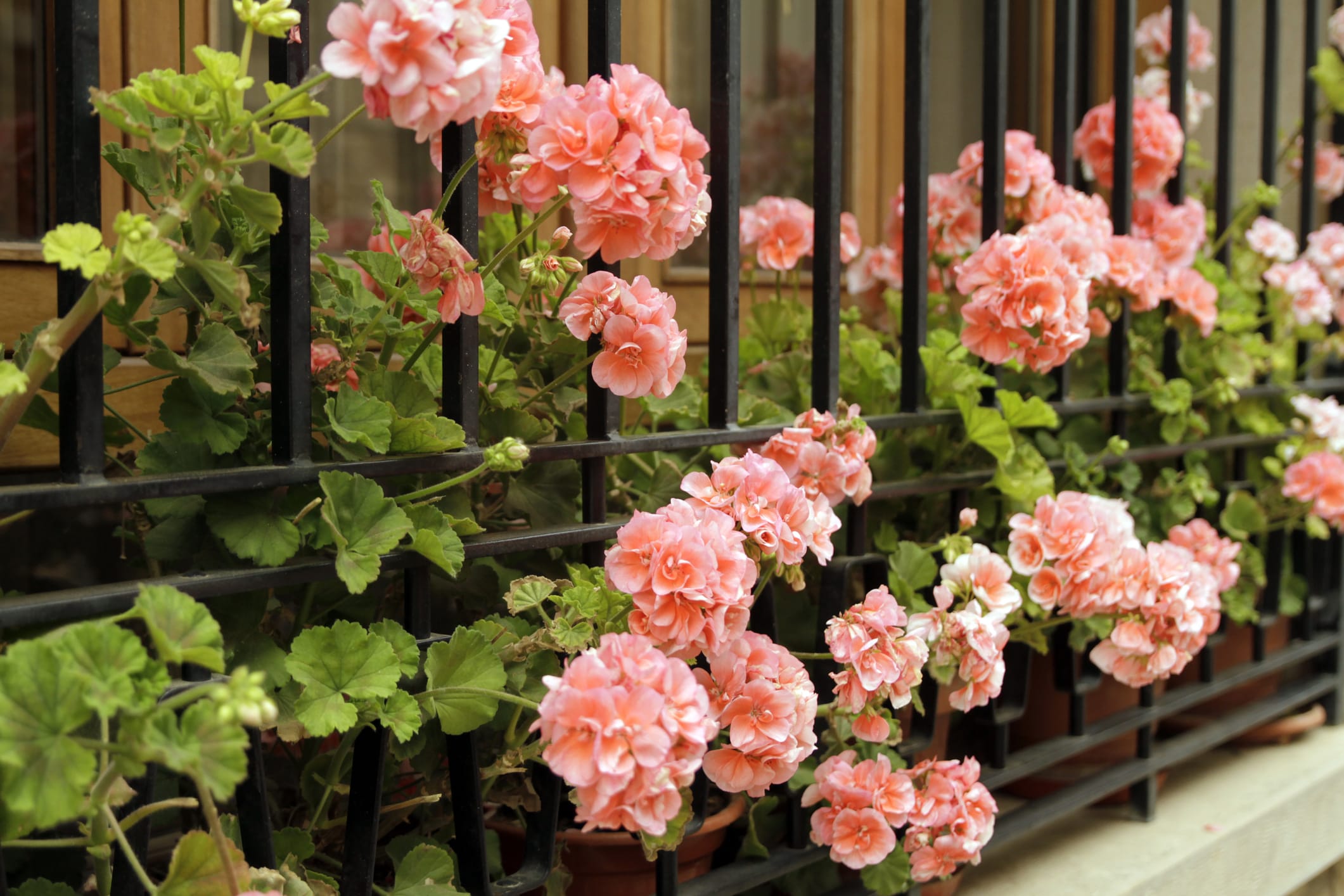 10 Best Border Flowers - Parade Home & Garden