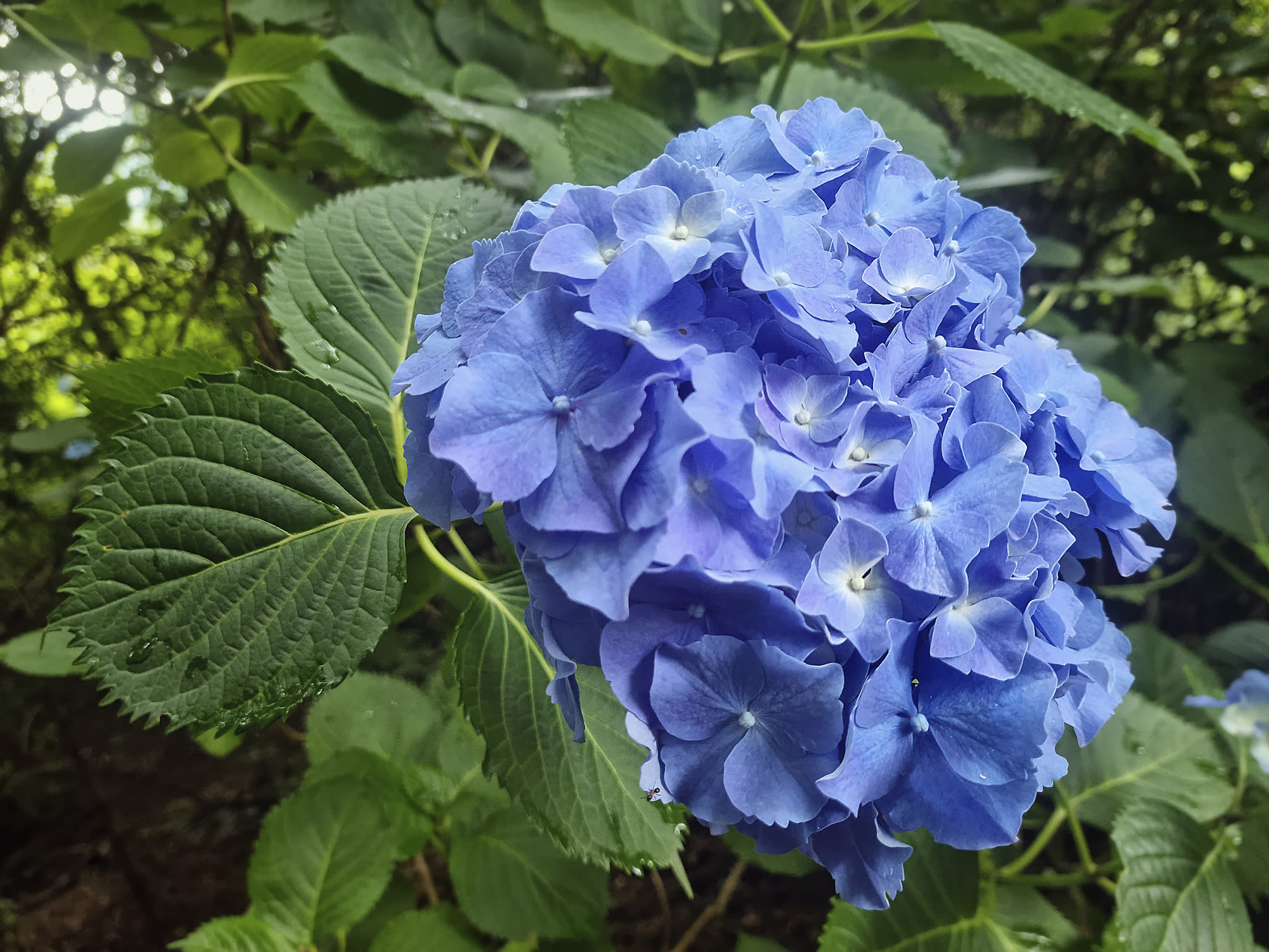 6 Types of Hydrangeas To Plant in Your Garden This Year - Parade Home ...