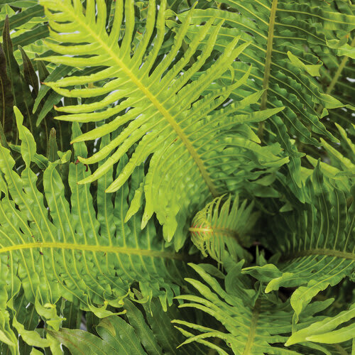 Types of Ferns: 20 Fern Species to Beautify Your Garden - Parade Home ...