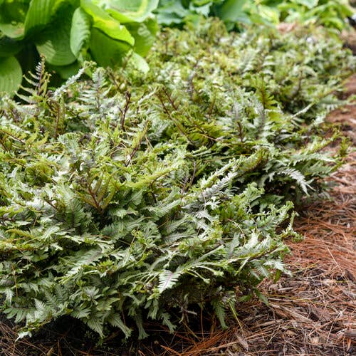 Types of Ferns: 20 Fern Species to Beautify Your Garden - Parade Home ...