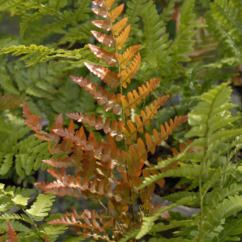 Types of Ferns: 20 Fern Species to Beautify Your Garden - Parade Home ...
