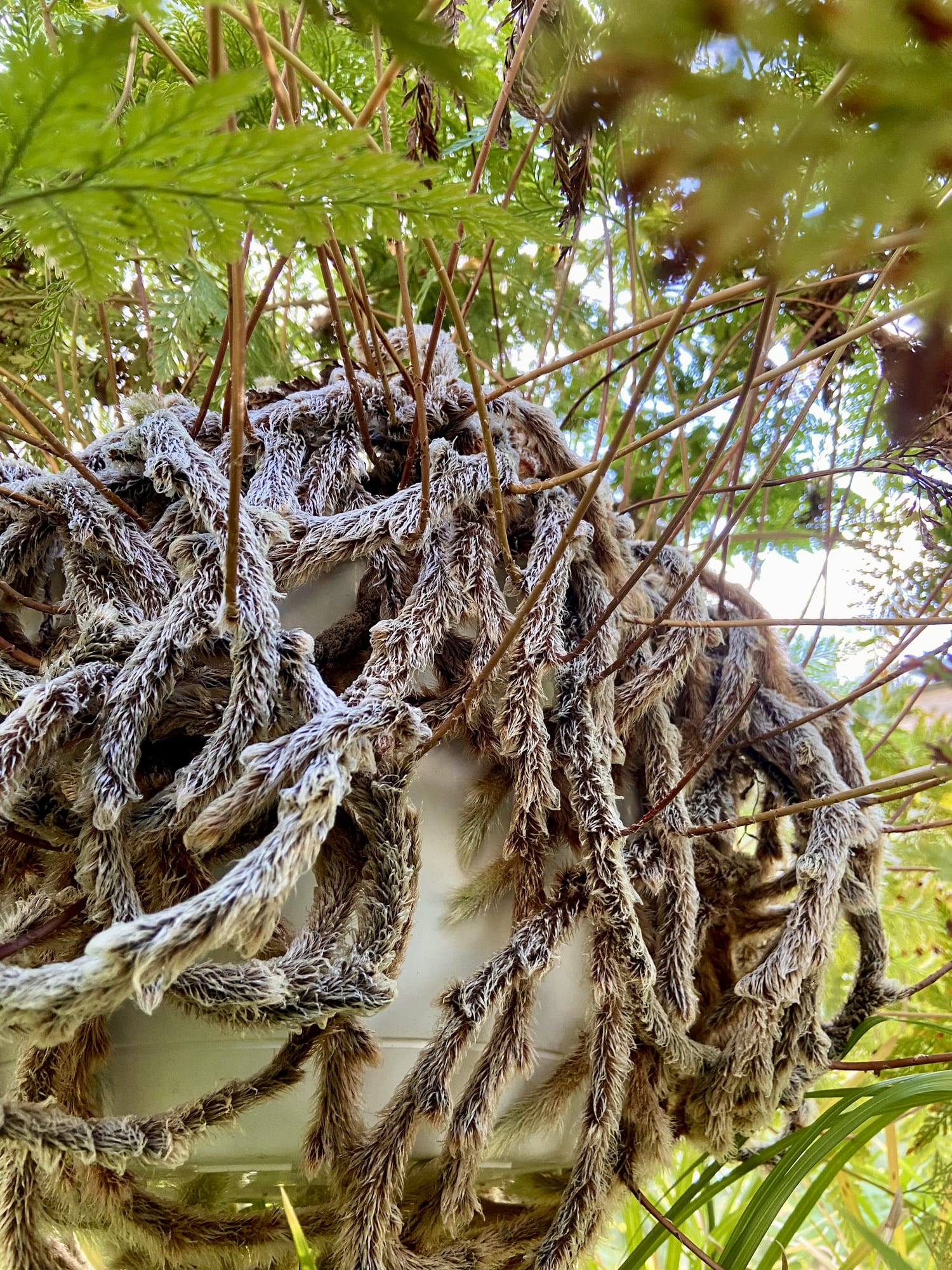 Types of Ferns: 20 Fern Species to Beautify Your Garden - Parade Home ...