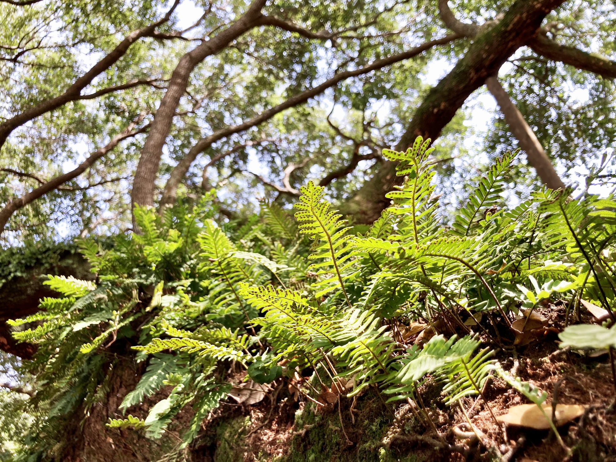 Types of Ferns: 20 Fern Species to Beautify Your Garden - Parade Home ...
