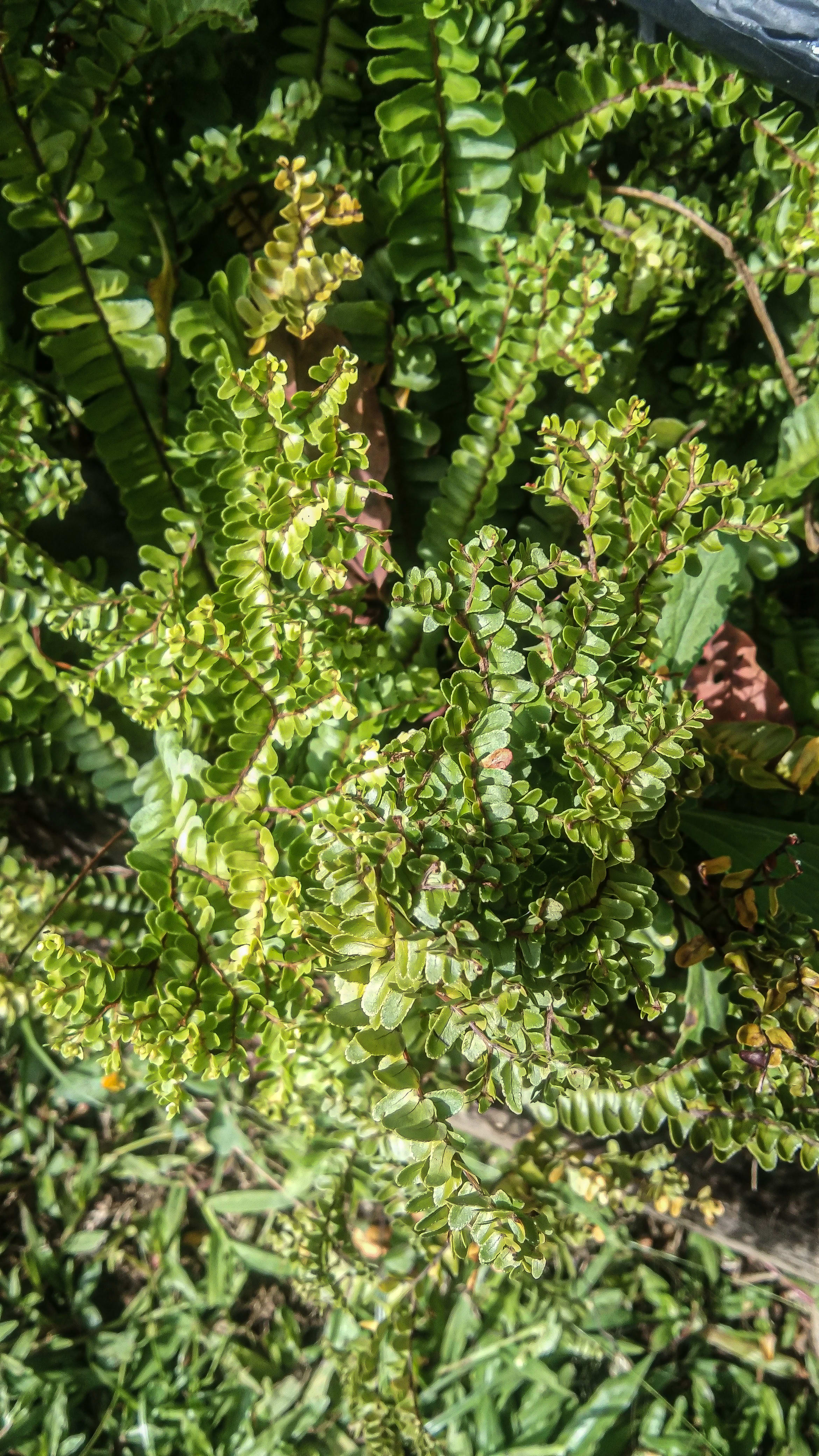 Types of Ferns: 20 Fern Species to Beautify Your Garden