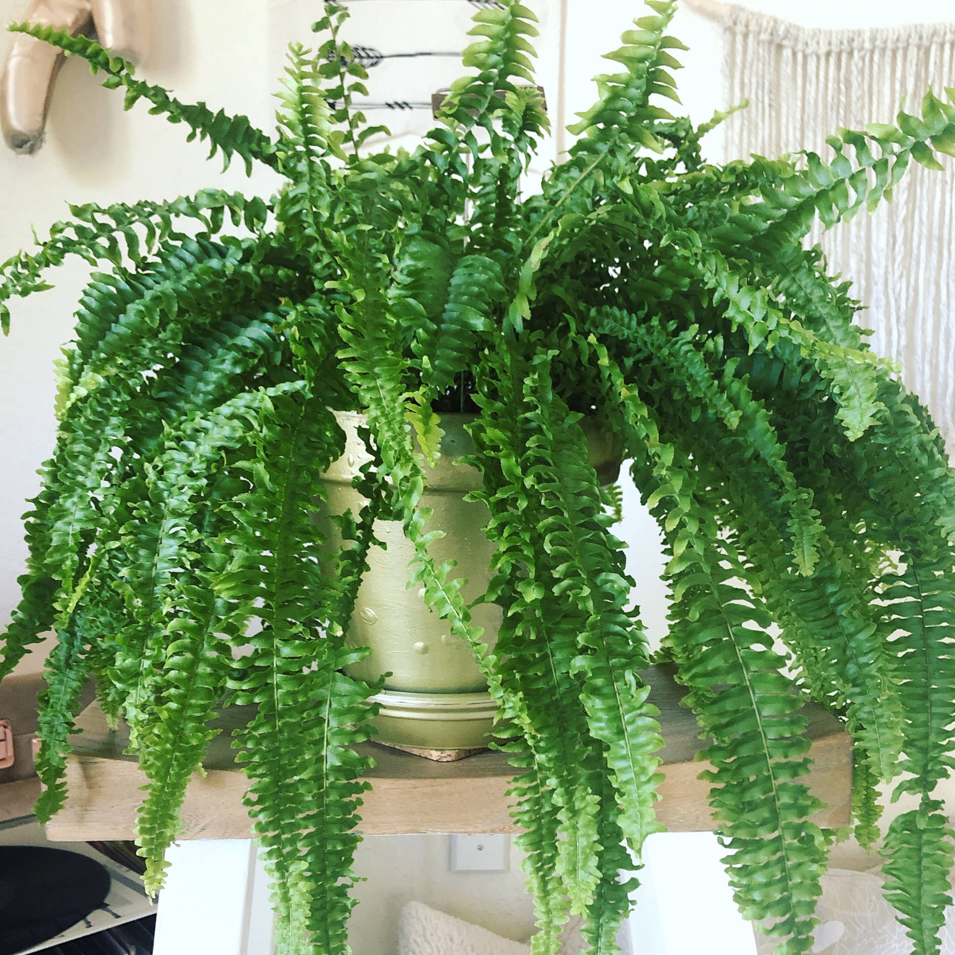 Types of Ferns: 20 Fern Species to Beautify Your Garden - Parade Home ...