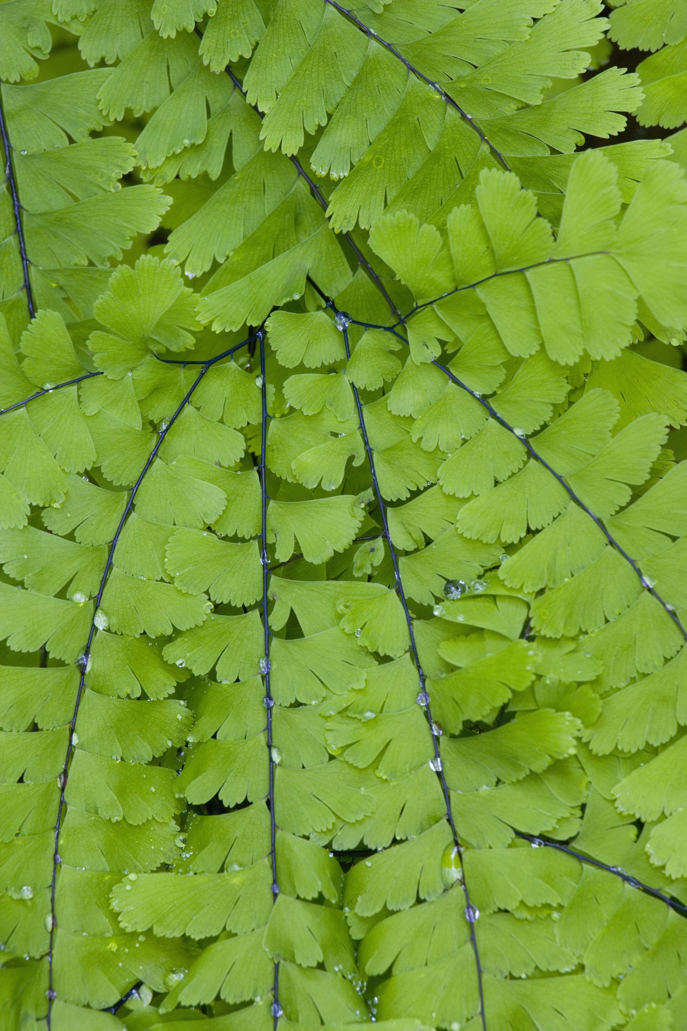 Types of Ferns: 20 Fern Species to Beautify Your Garden - Parade Home ...